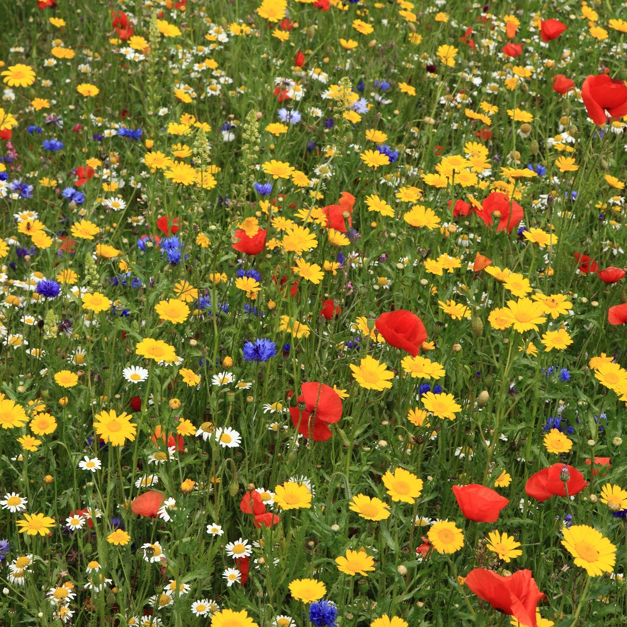 Flower Seeds | British Wildflower Seeds | Gardeners Dream