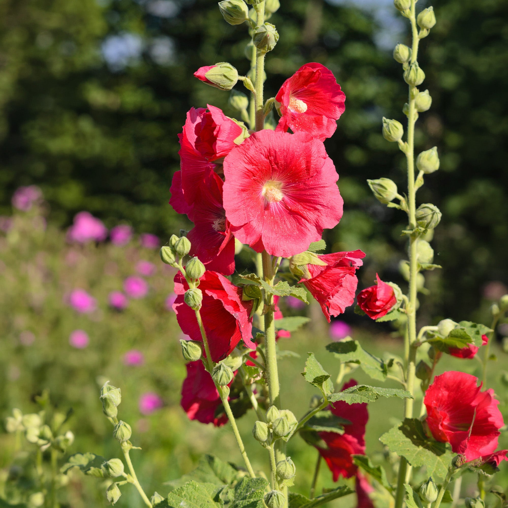 Hollyhock Plants | Gardeners Dream