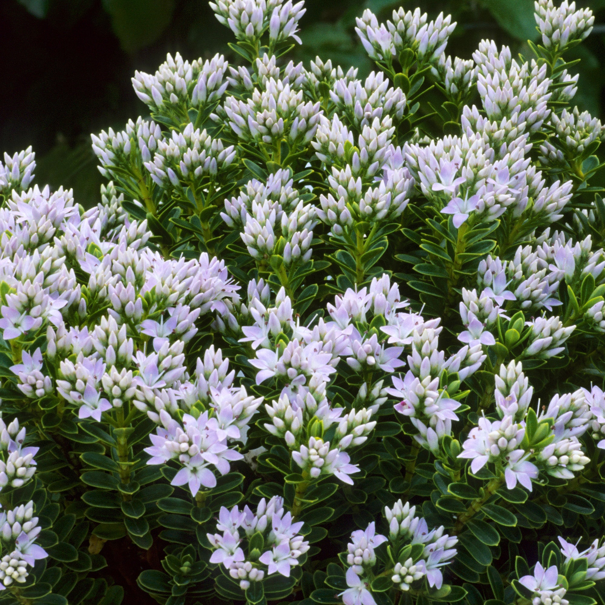 Hebe Plants | Gardeners Dream