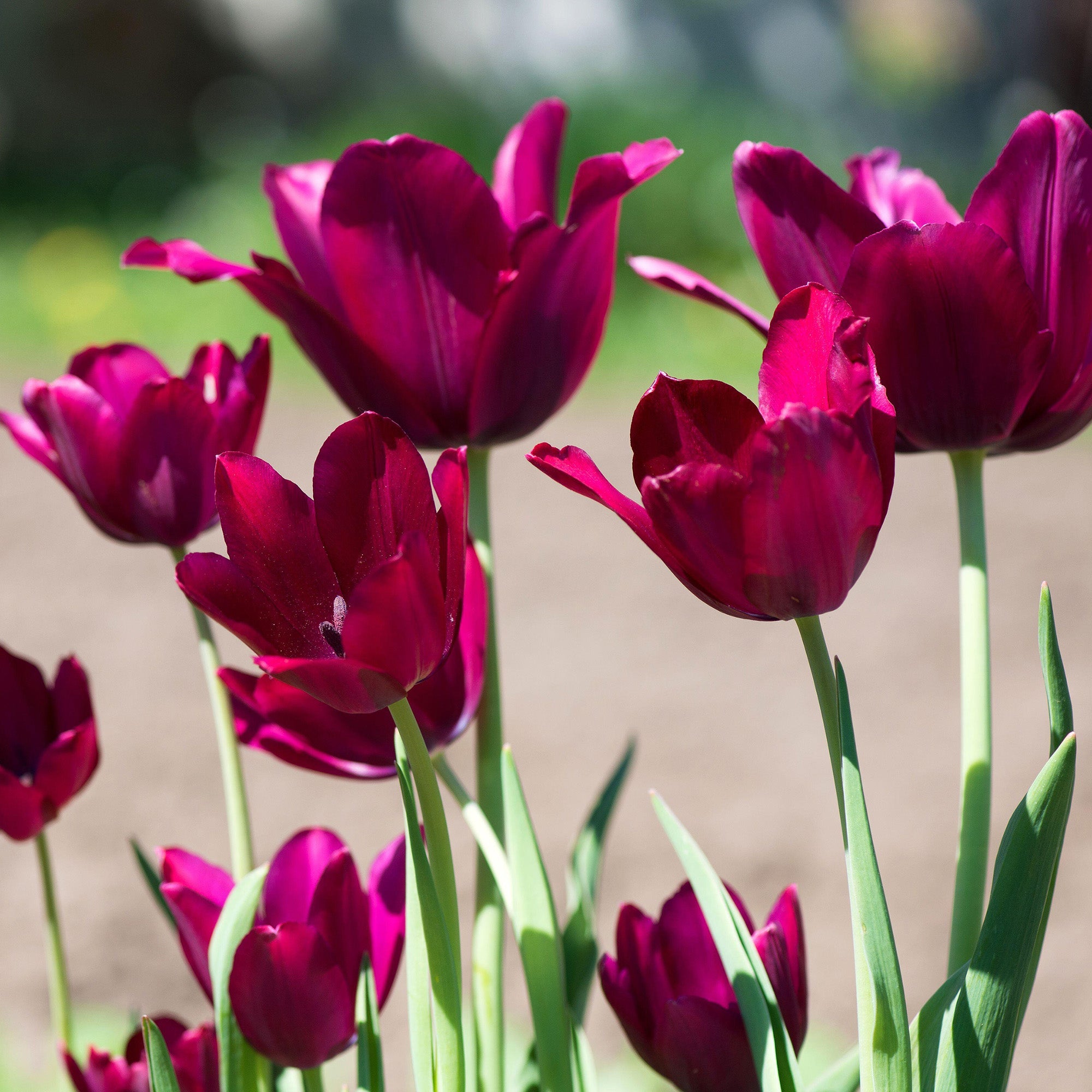 Lily Flowered Tulip Bulbs | Gardeners Dream