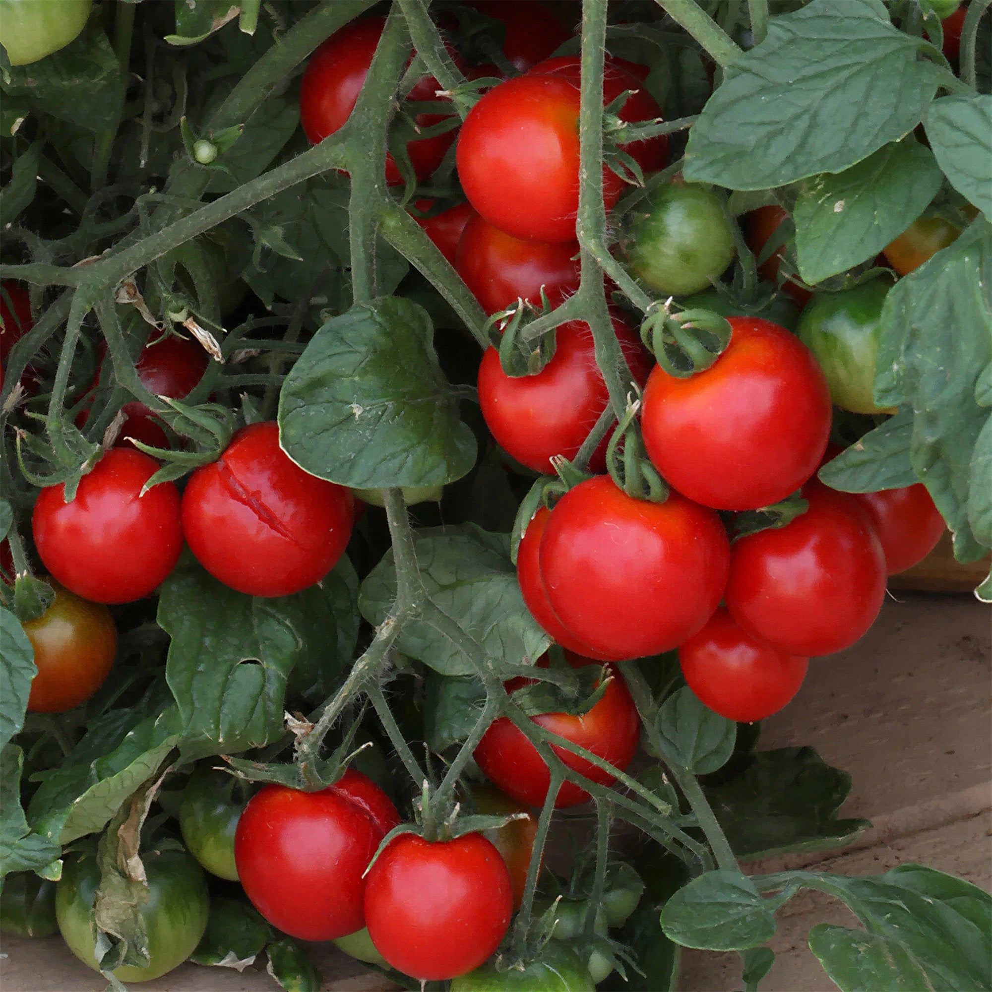 Tomato Seeds | Gardeners Dream