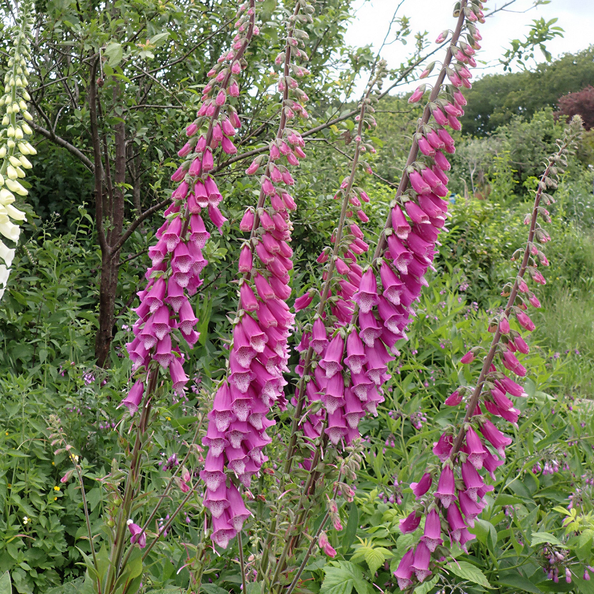 Foxglove Plants | Gardeners Dream
