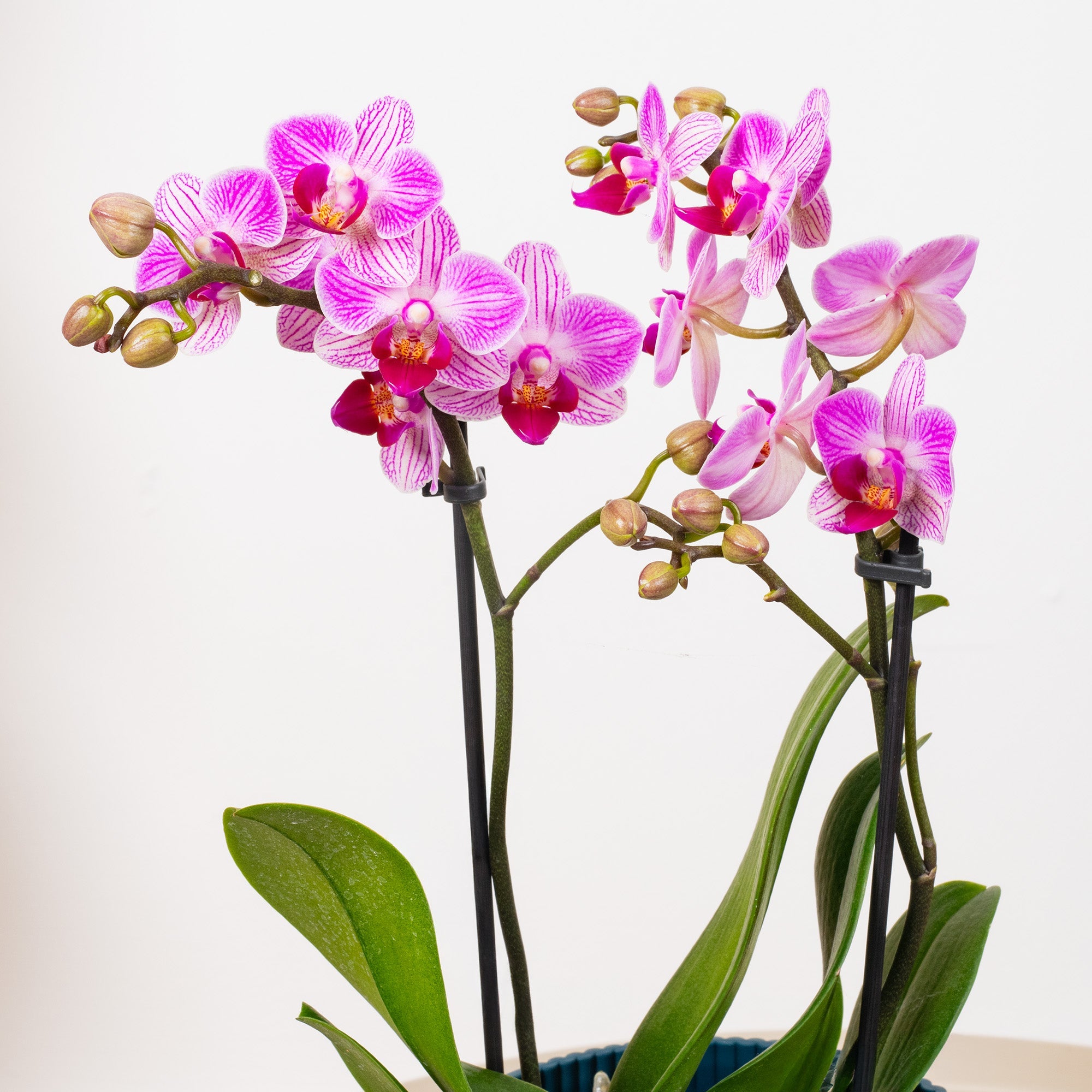 Orchids | Orchid Plants | Gardeners Dream