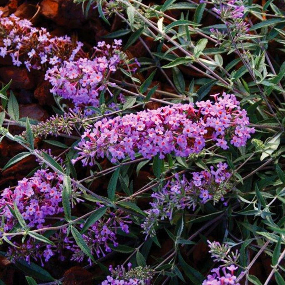 Buddleia | Butterfly Bushes UK | Gardeners Dream