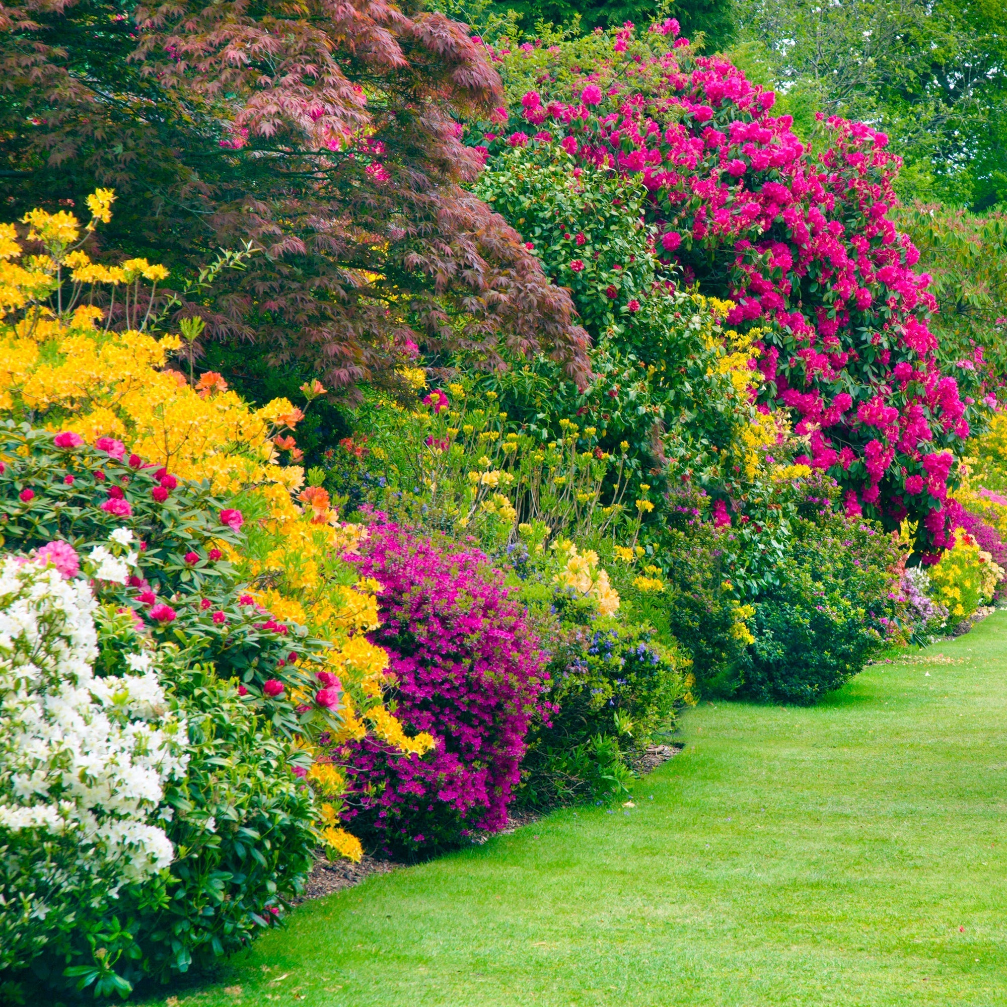 Flowering Hedge Plants | Flowering Hedging | Gardeners Dream