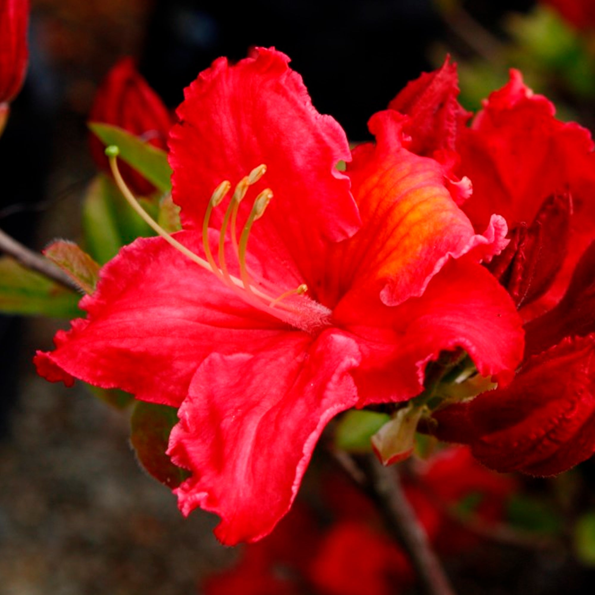 Azalea Plants | Garden Plants | Gardeners Dream