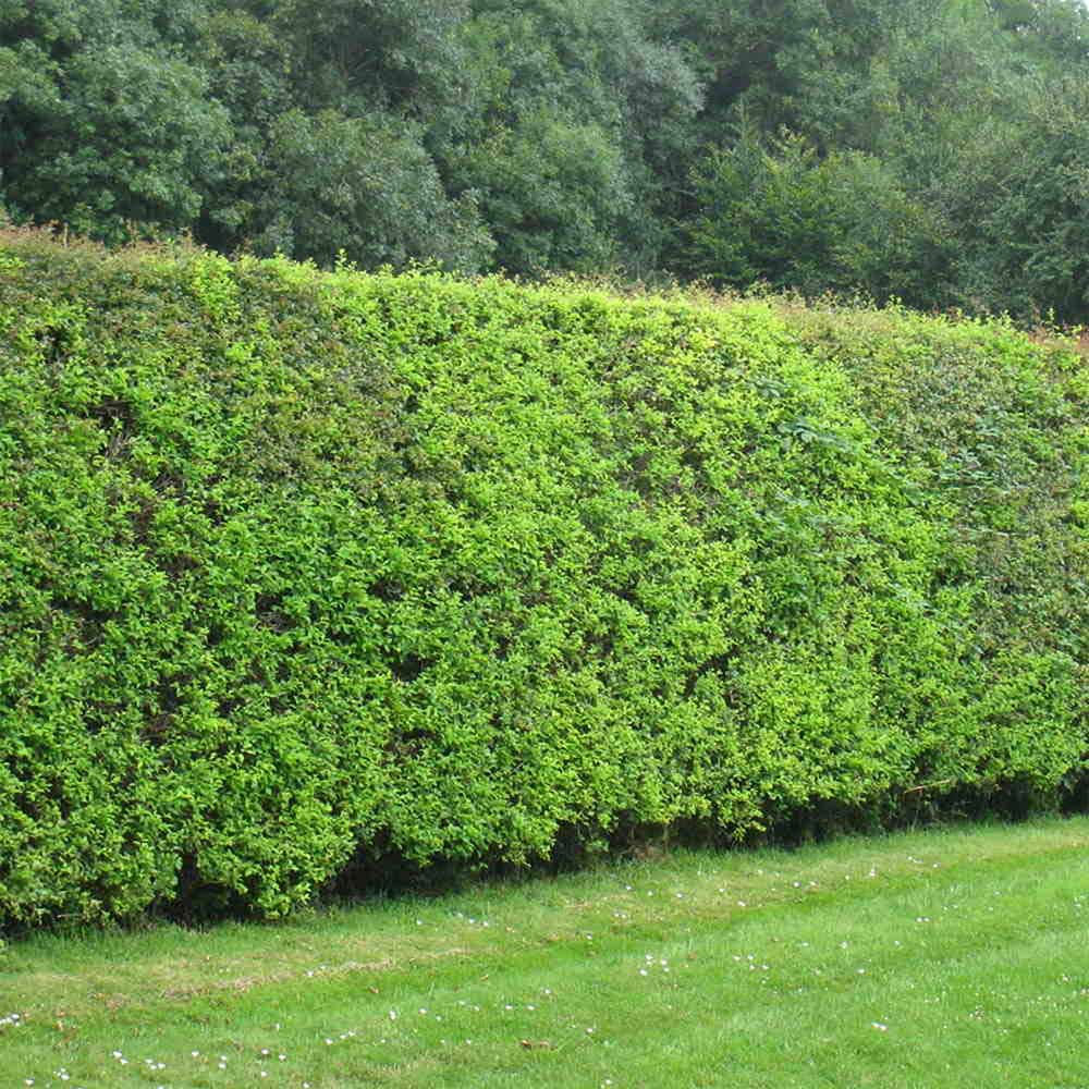 Bare Root Hedging | Bare Root Hedge Plants | Gardeners Dream