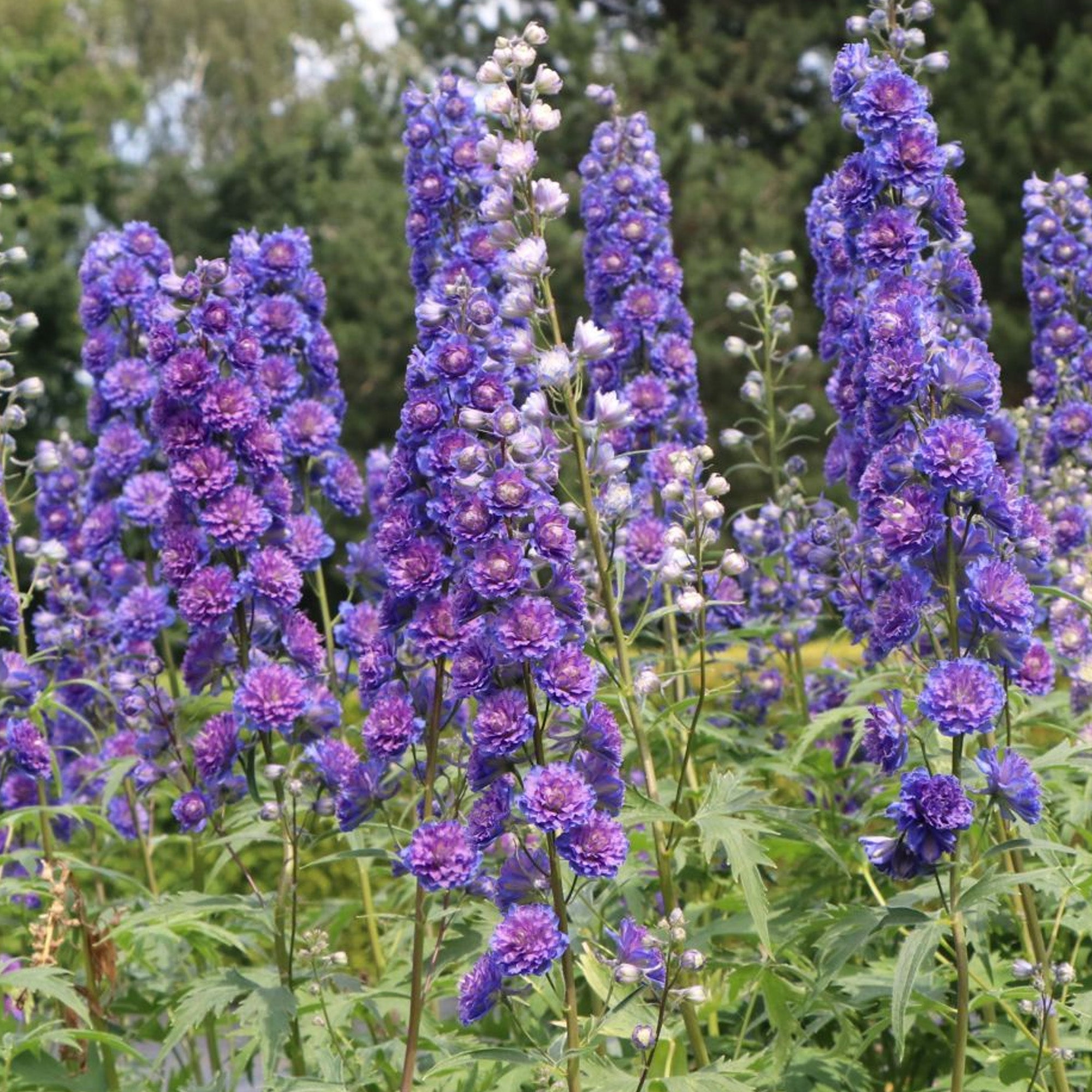 Winter Seeds | Seeds to Plant in Winter | Gardeners Dream