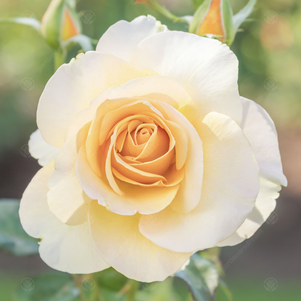 Garden Roses | Rose Plants & Bushes | Gardeners Dream