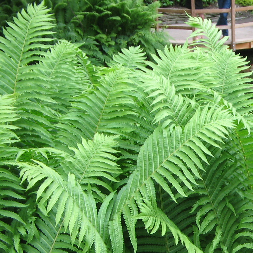 Outdoor Fern Plants | Fern Plants | Gardeners Dream – Page 2