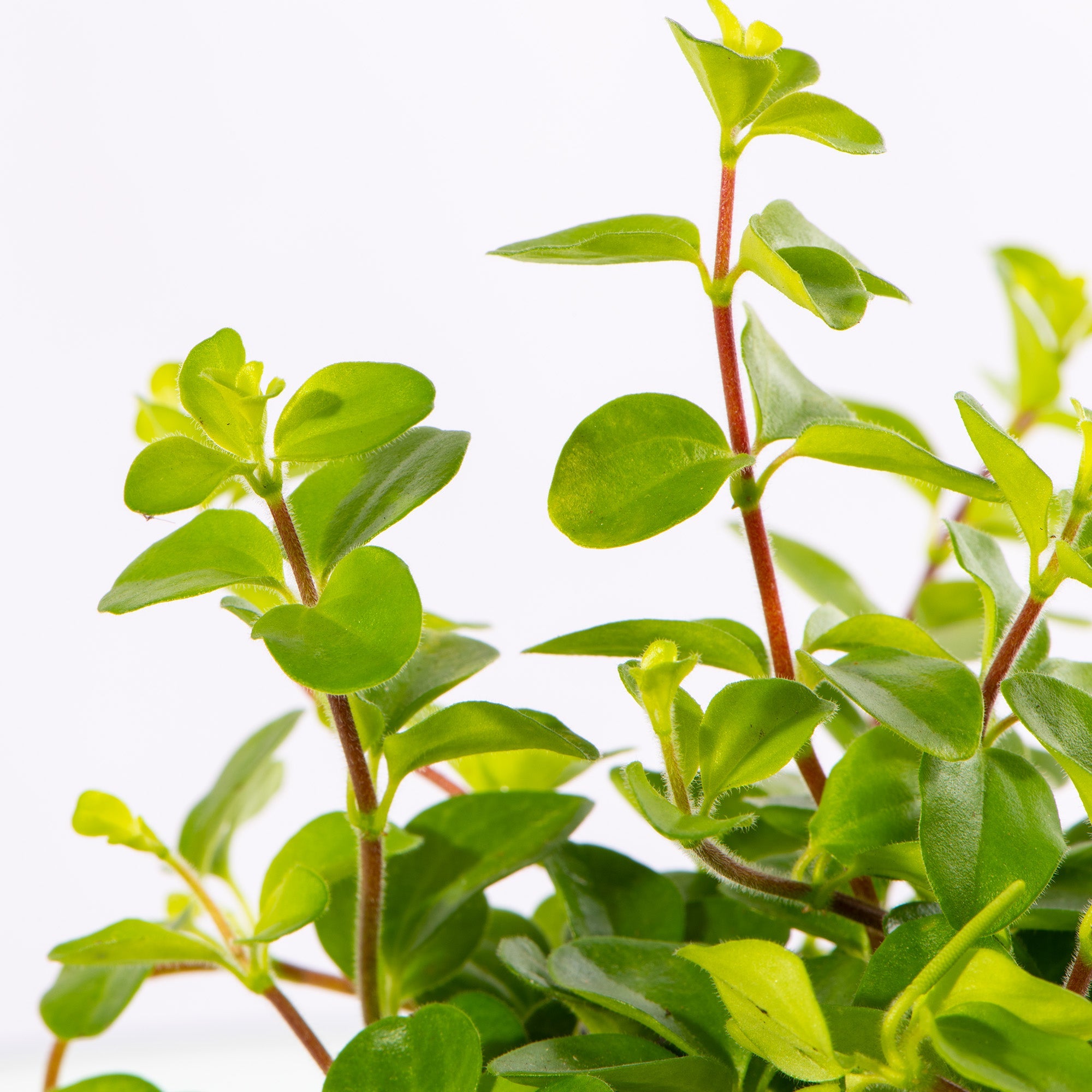 Small House Planta | Small Flowering House Plants | Gardeners Dream