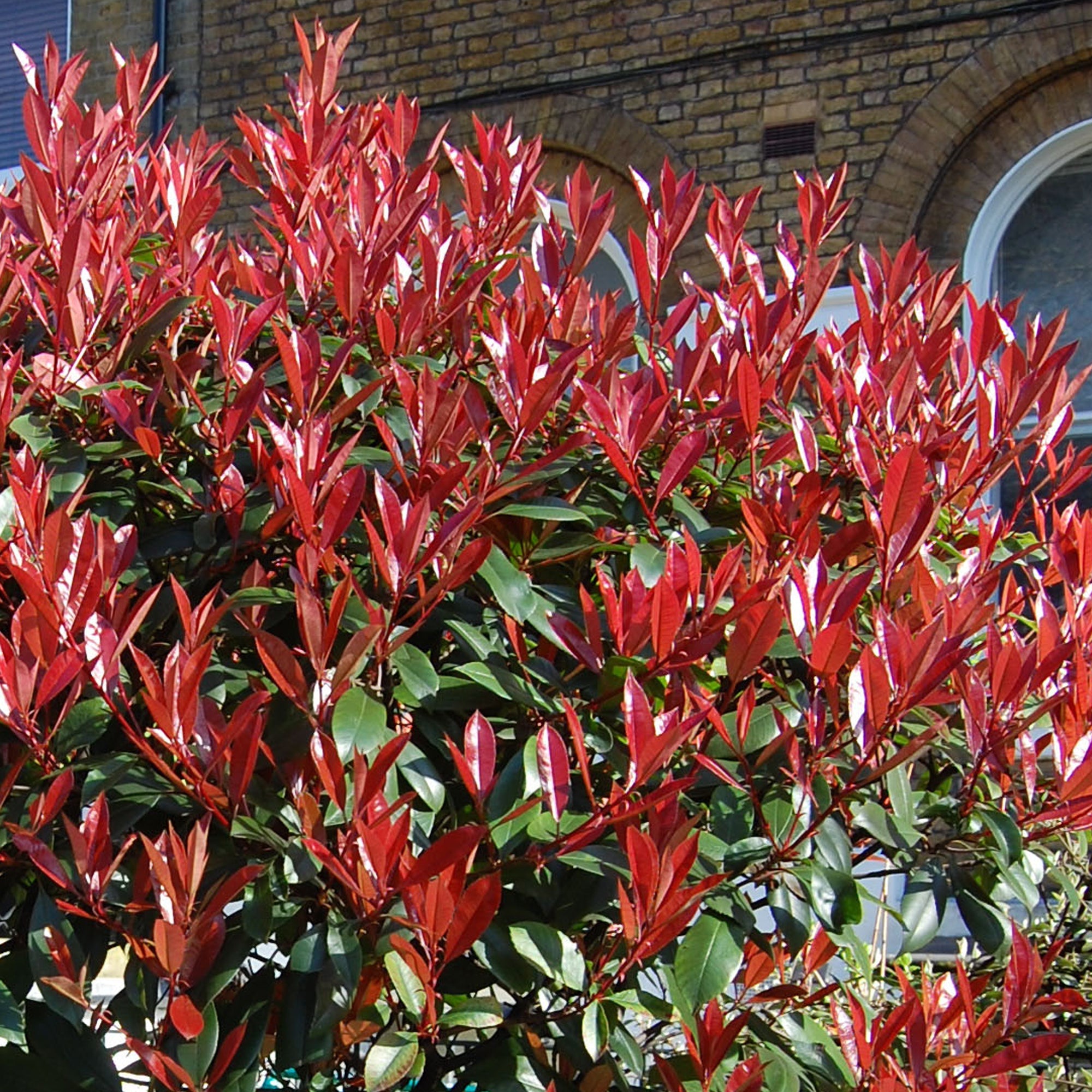 Colourful Hedging | Colourful Hedges | Gardeners Dream