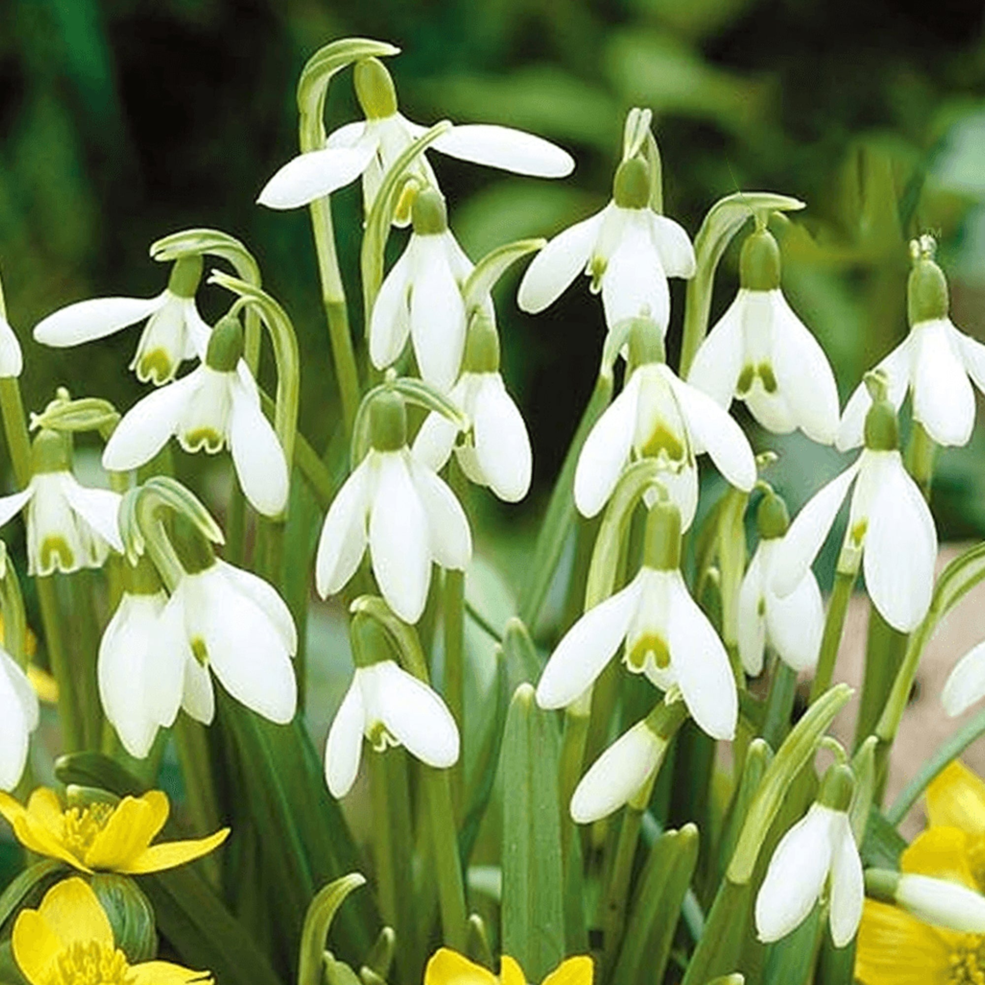 Snowdrop Bulbs | Galanthus Bulbs | Gardeners Dream