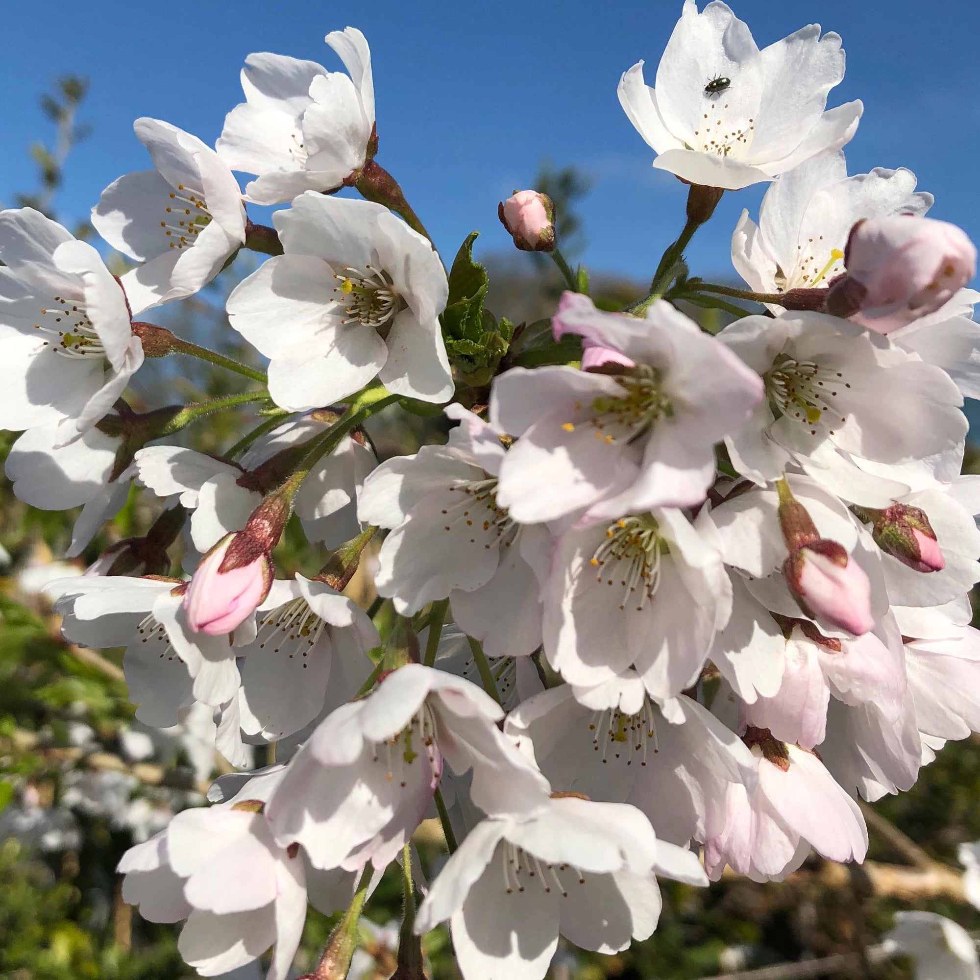 Prunus Trees | Cherry Trees | Gardeners Dream