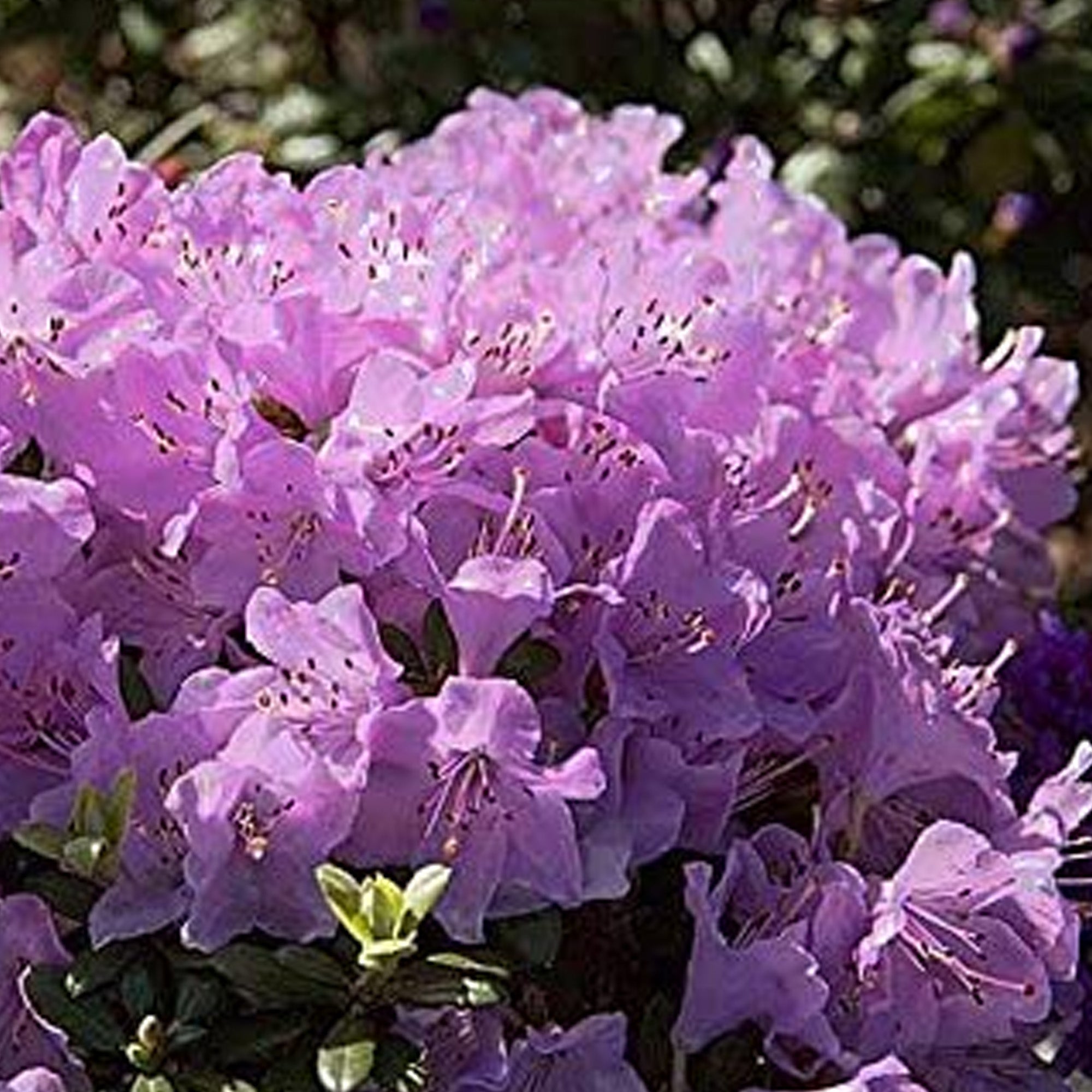 Rhododendron Plants | Rhododendron Bush | Gardeners Dream