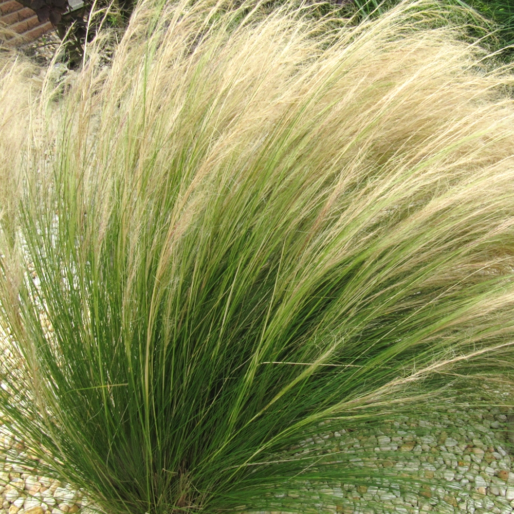 Ornamental Grass Plants | Pampas Grass | Gardeners Dream – Page 2
