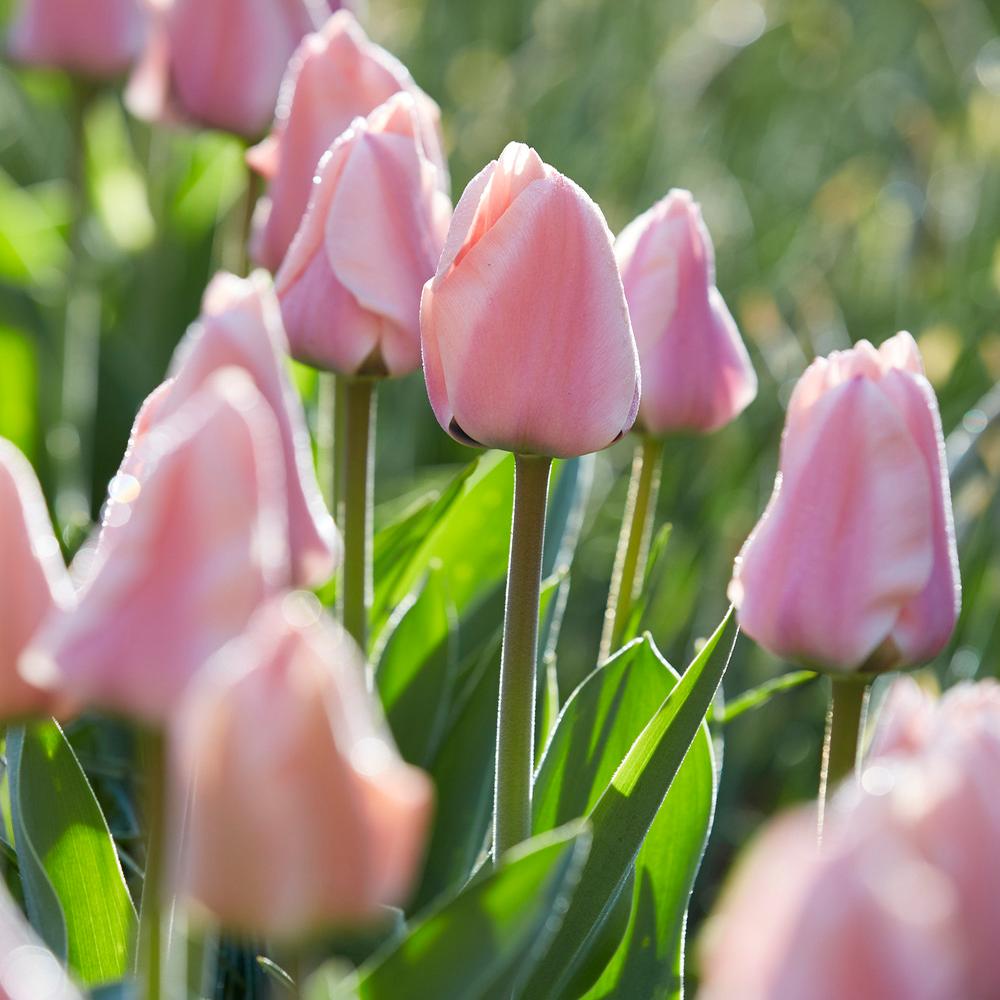 Spring Flowering Bulbs | Autumn Planting Bulbs | Gardeners Dream