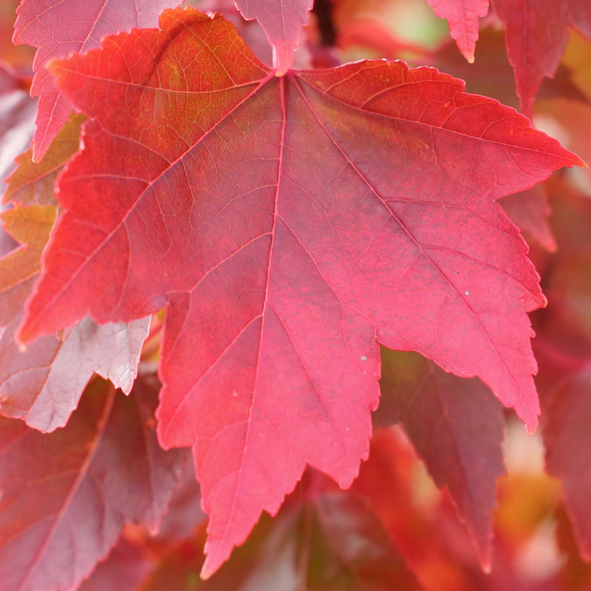 Red Trees | Red Leaved Trees | Gardeners Dream