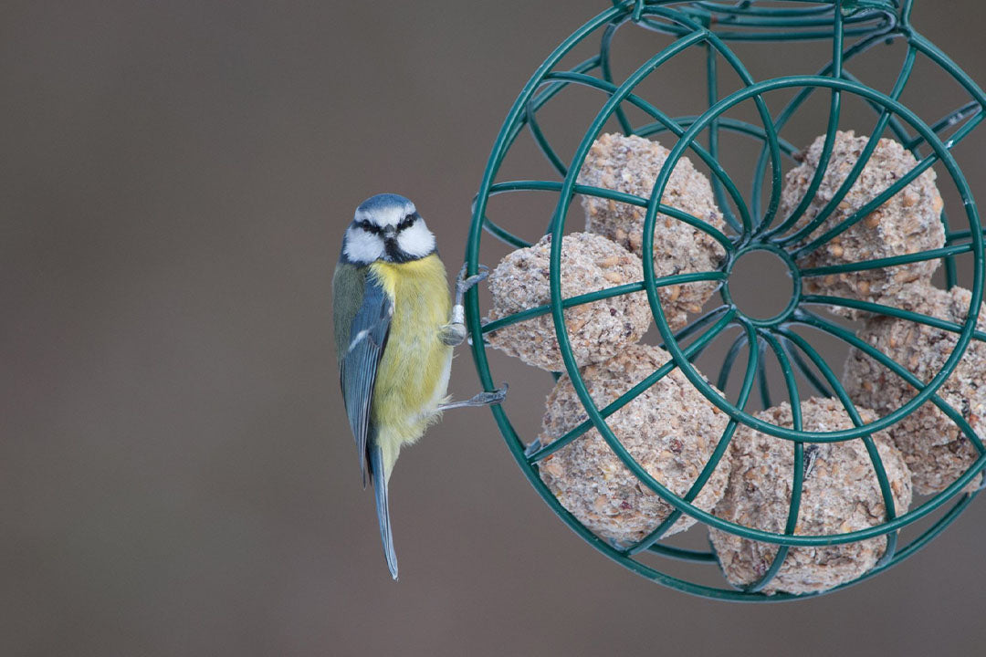 Bird Food | Nutritious Mixes & Seeds | Gardeners Dream