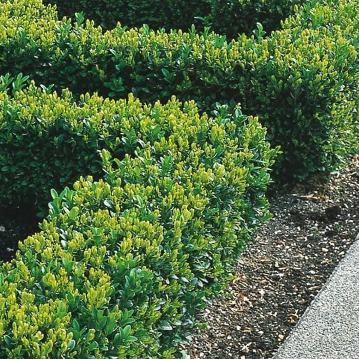 Box Hedging | Box Hedge | Gardeners Dream