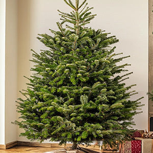 Real Fresh Christmas Trees - Free Delivery | Gardeners Dream