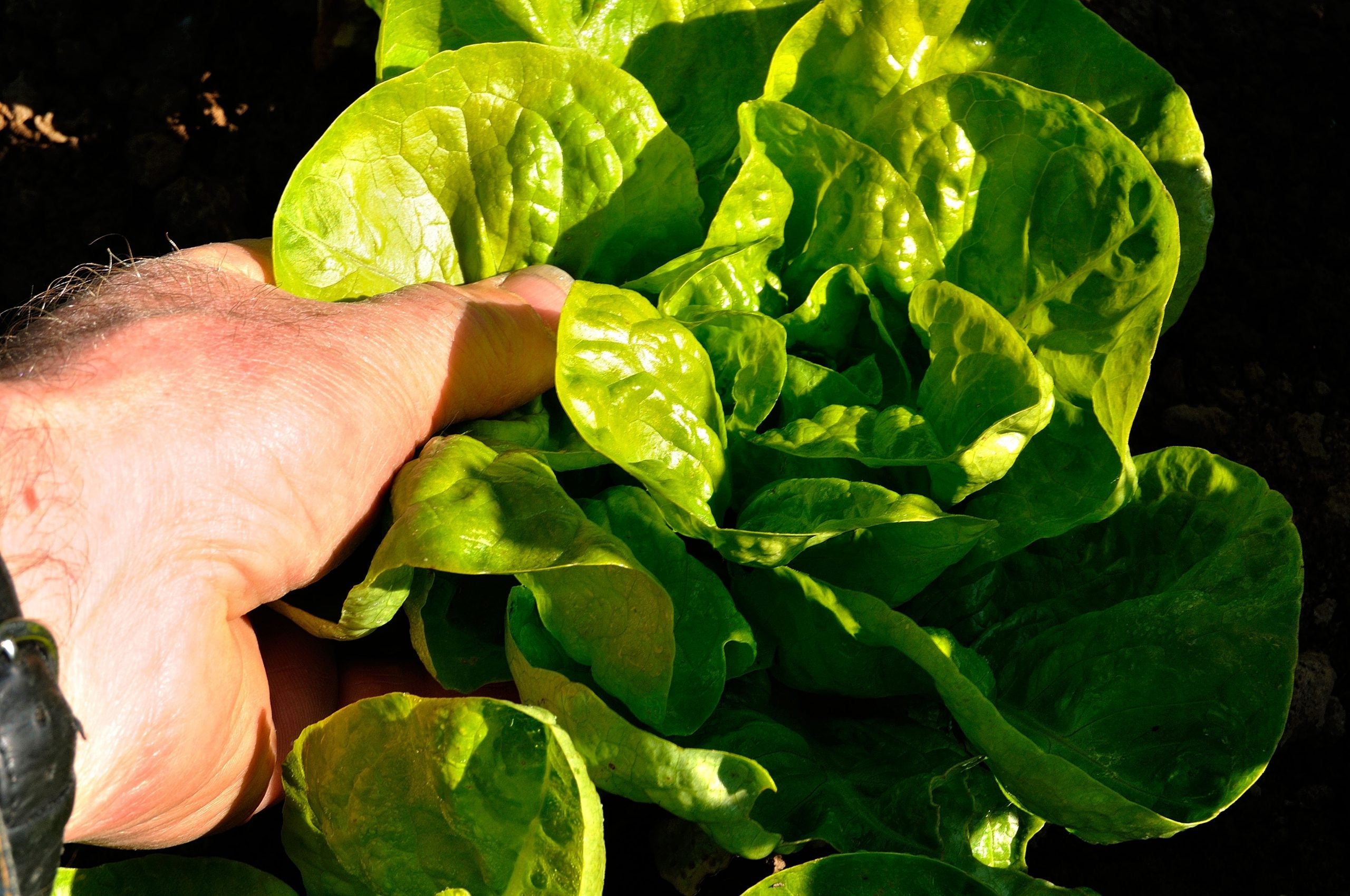 Spring Seeds | Spring Flower Seeds | Gardeners Dream