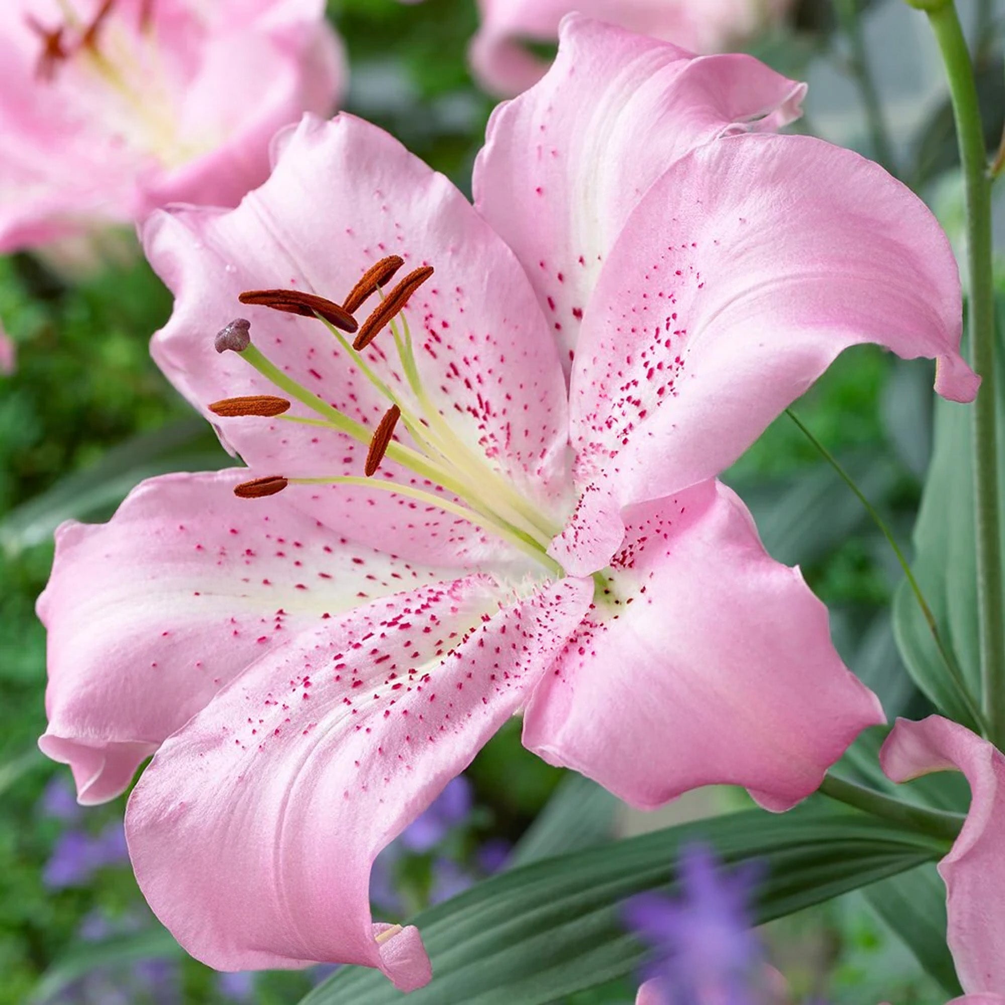 Lily Bulbs | Lily Bulbs For Sale | Gardeners Dream