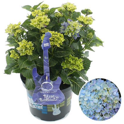 Hydrangea 'Blue Ballad' | Mophead Hydrangea – Gardeners Dream