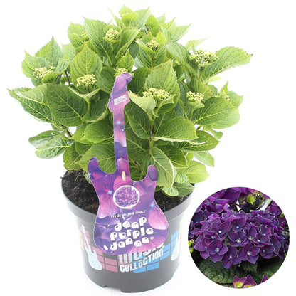 Hydrangea 'Deep Purple Dance' | Mophead Hydrangea – Gardeners Dream