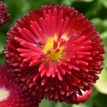 Bellis Red Bedding Plants | English Daisy – Gardeners Dream