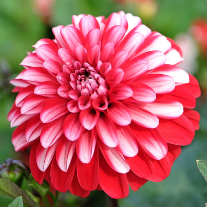 Dahlia 'Pacific Time' | Dahlia Tubers – Gardeners Dream