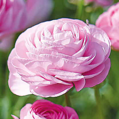Ranunculus 'Candy Pink' | Ranunculus Corms – Gardeners Dream