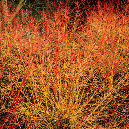 Cornus 'Winter Beauty' | Dogwood – Gardeners Dream