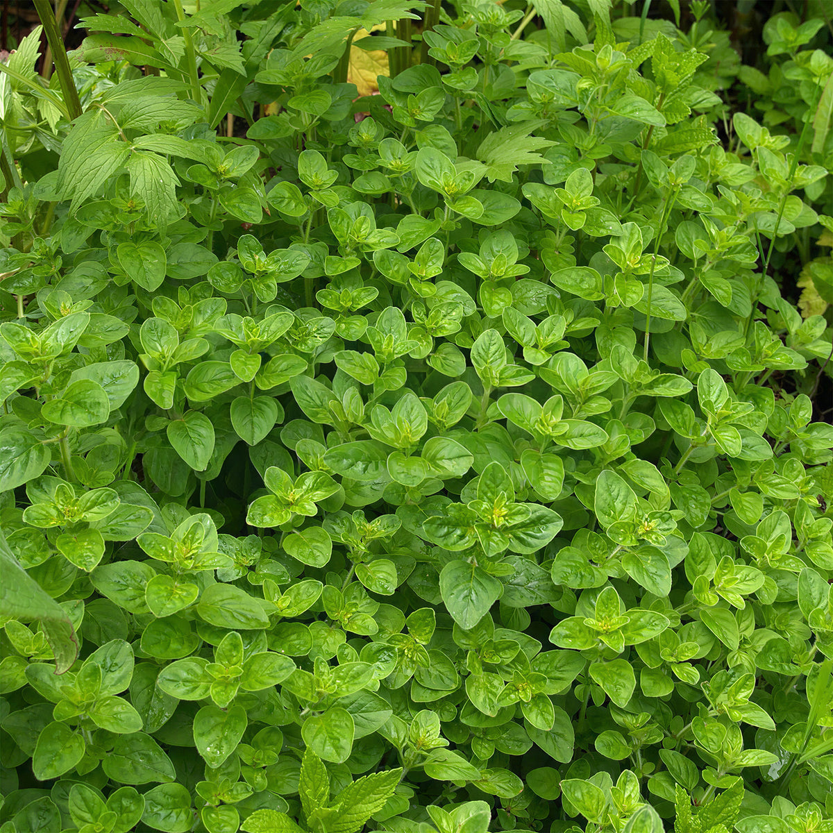 Marjoram Compact Herb Plants | Origanum vulgare 'Compactum' – Gardeners ...
