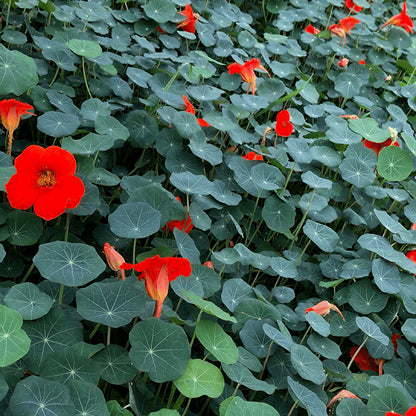 Nasturtium Blue Pepe Herb Plants | Tropaeolum majus – Gardeners Dream
