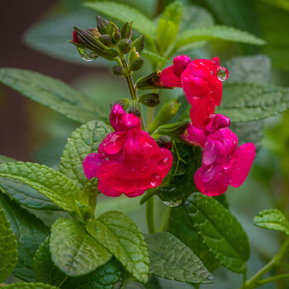 Sage Blackcurrant Herb Plants | Salvia microphylla – Gardeners Dream