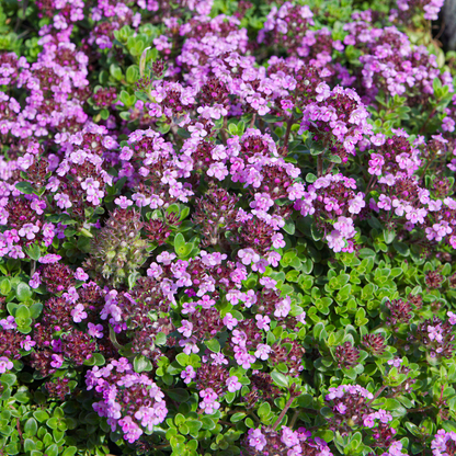 Thyme Caborn Wine & Roses Herb Plants | Thymus – Gardeners Dream