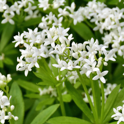 Woodruff Sweet Herb Plants | Galium odoratum – Gardeners Dream