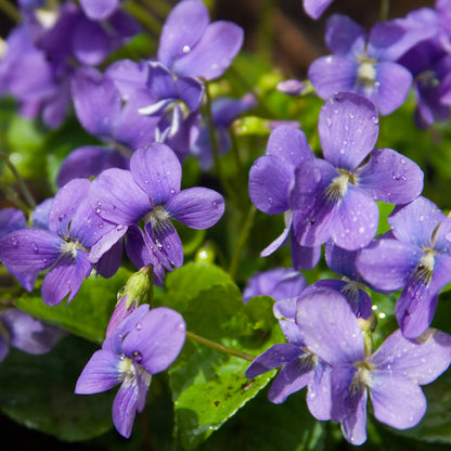 Sweet Violet Herb Plants | Viola odorata – Gardeners Dream