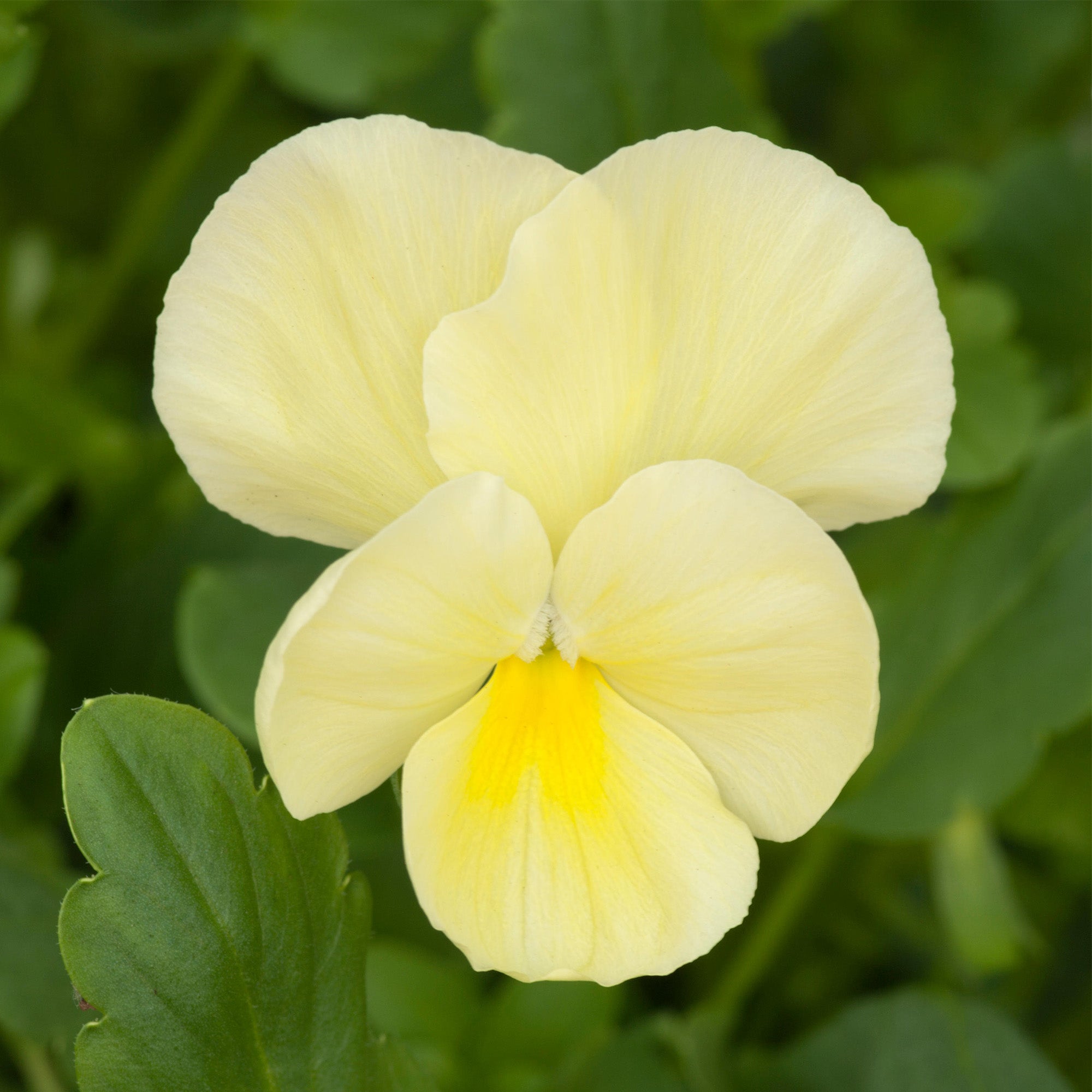 Jumbo Pure Primrose Winter Pansy | Pansy – Gardeners Dream