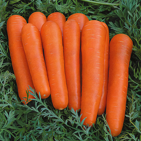 Carrot 'Attilio' Seeds | Grow Your Own Vegetables – Gardeners Dream