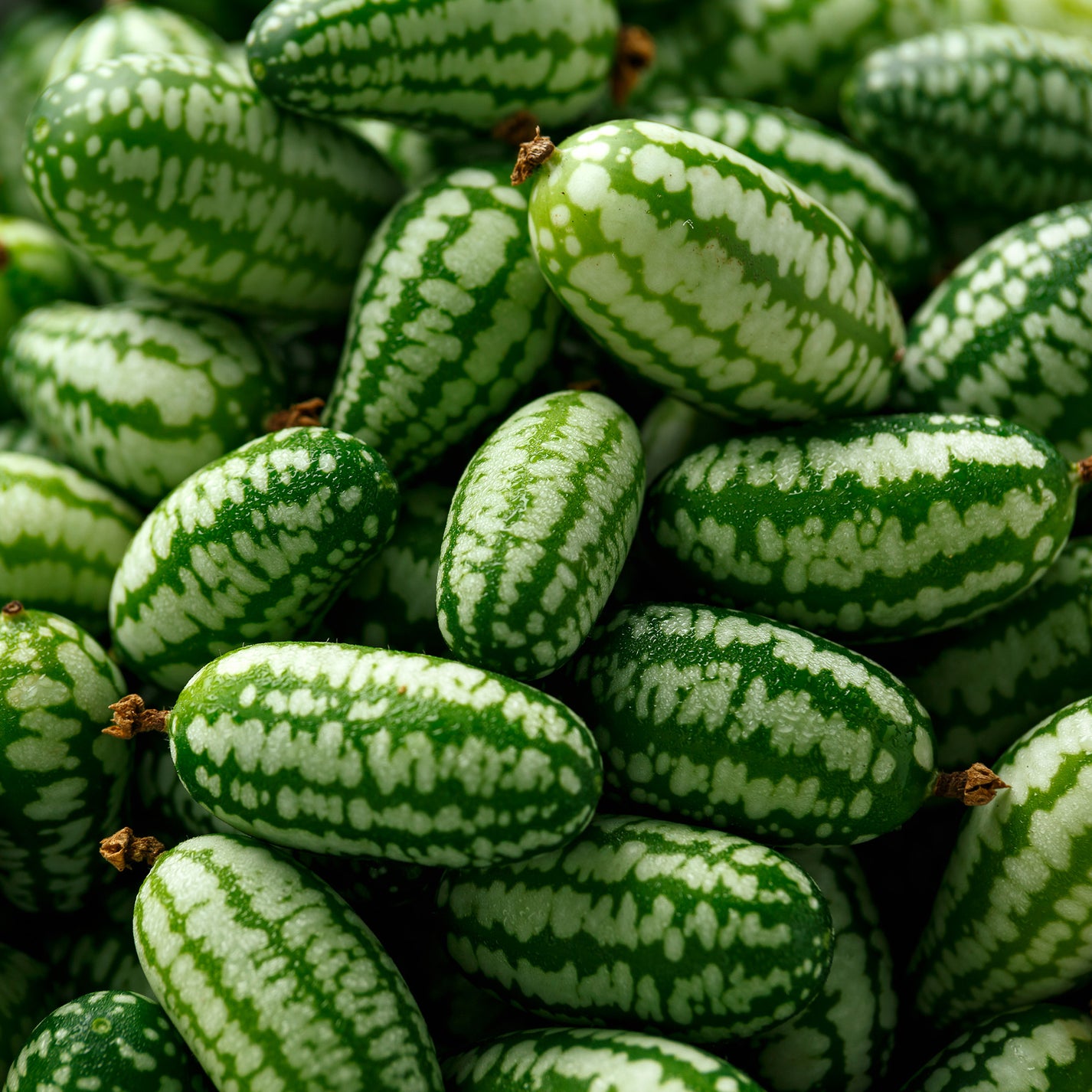 Cucamelon Seeds | Grow Your Own Produce – Gardeners Dream