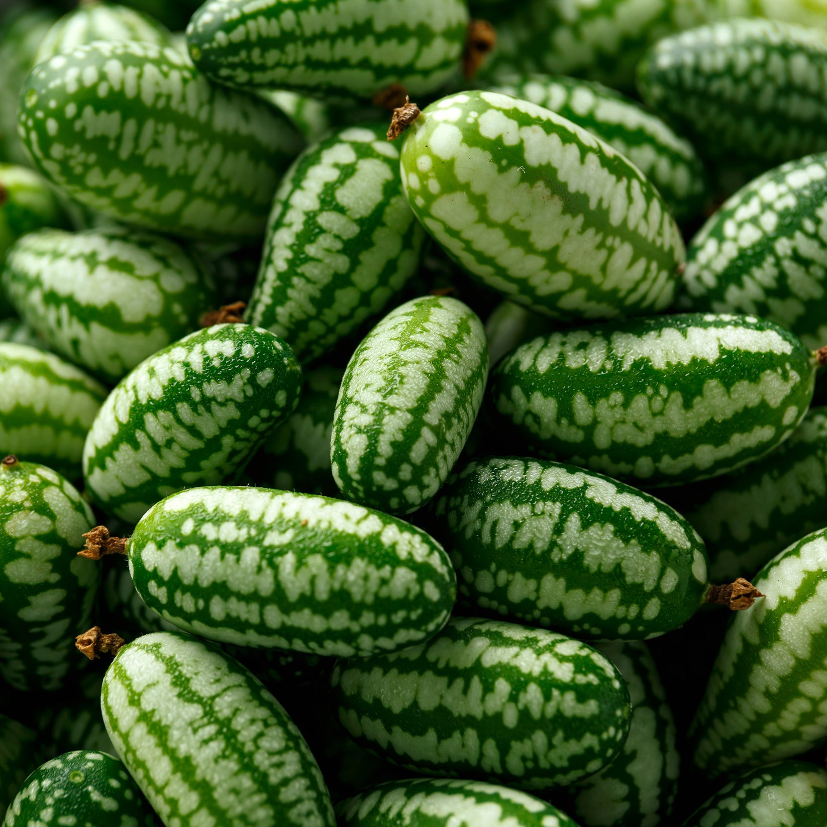 Cucamelon Seeds | Grow Your Own Produce – Gardeners Dream