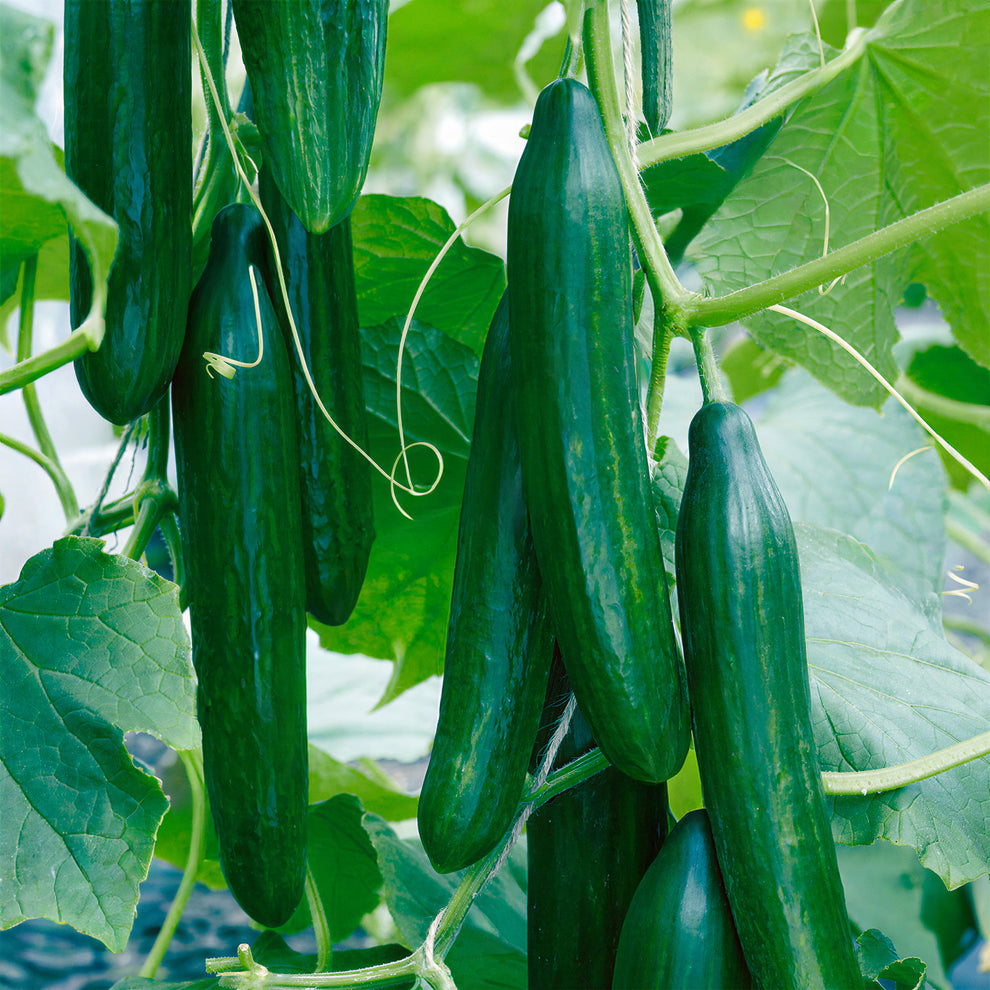 Cucumber 'Femspot' F1 Seeds | Grow Your Own Produce – Gardeners Dream