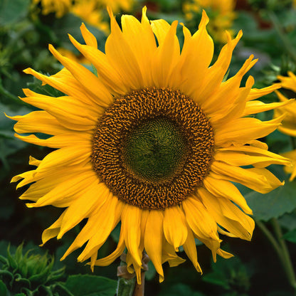 Sunflower 'Pacino Gold' Seeds | Cheery Garden Flowers – Gardeners Dream