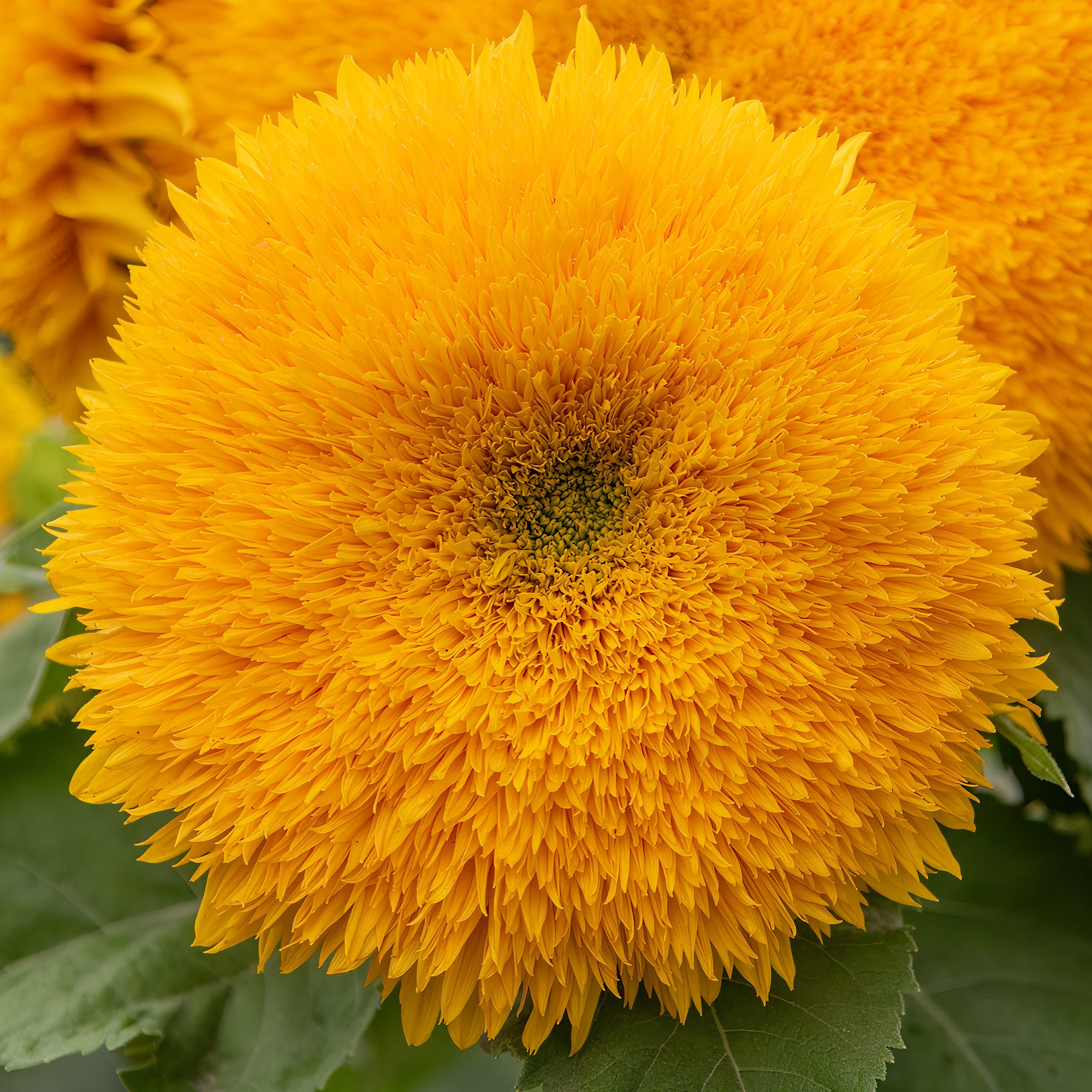 Sunflower 'Teddy Bear' Seeds | Colourful Garden Flowers – Gardeners Dream