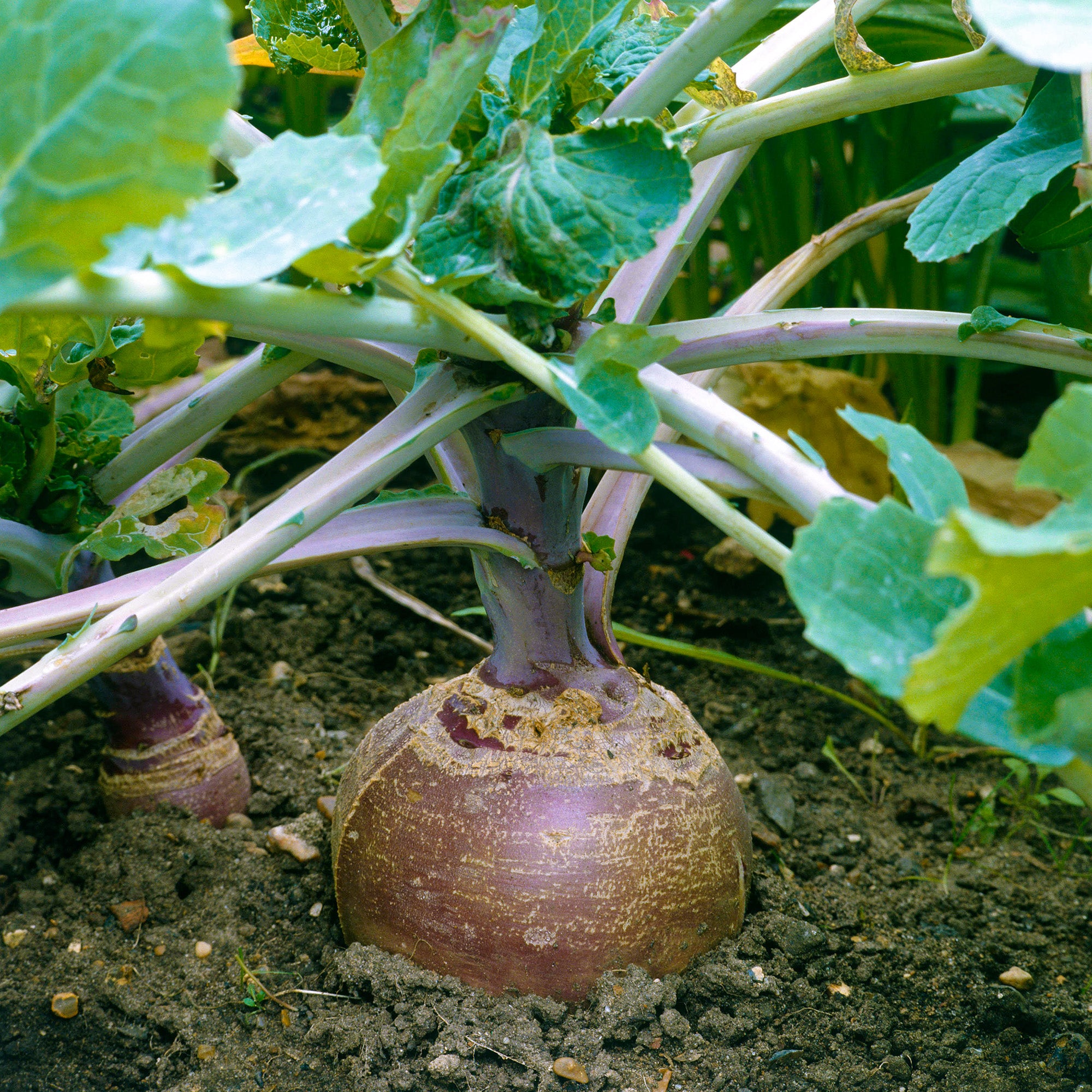 Swede 'Marian' Vegetable Seeds | Hardy & Clubroot Resistant – Gardeners ...