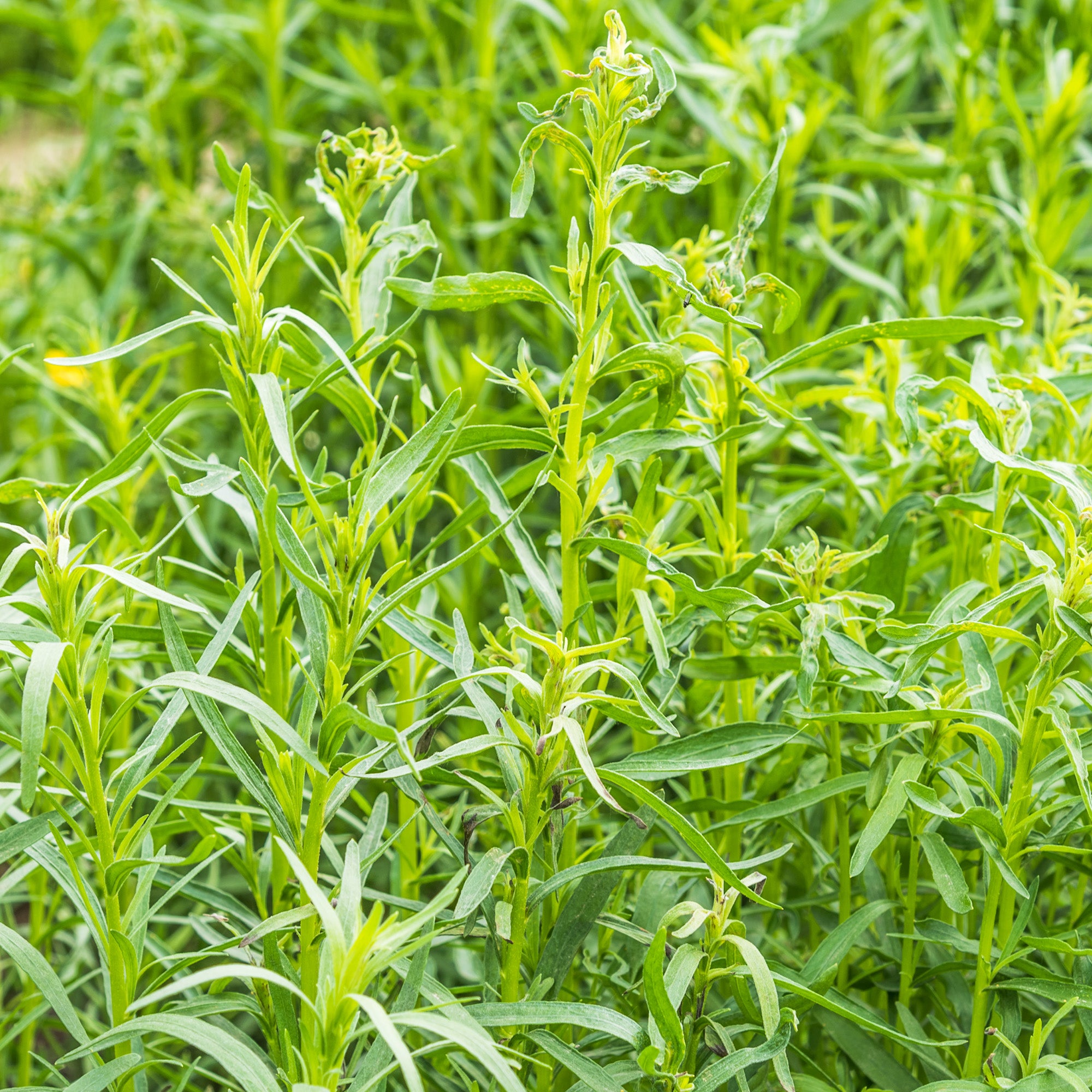 Tarragon 'Russian' Seeds | Hardy Garden Perennial Herbs – Gardeners Dream