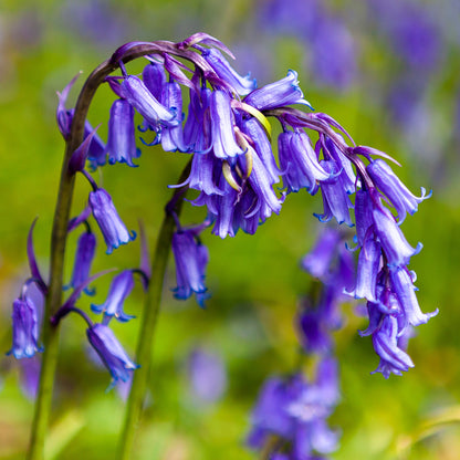 Wildflower 'Bluebell' Seeds | Outdoor Garden Perennials – Gardeners Dream