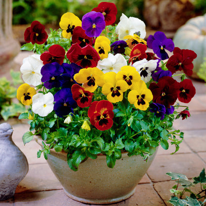 Winter Flowering Viola Mix | Horned Violet – Gardeners Dream
